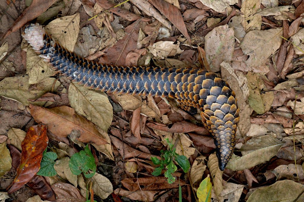 the-rare-black-bellied-pangolin-2 - News@Media
