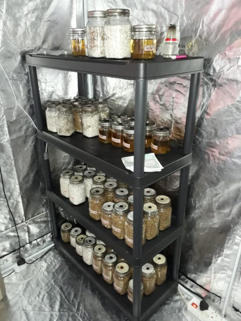 magic-mushroom-lab-amanzimtoti - News@Media